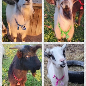 Personalized Goat Name Tag, Livestock Name Tag, Goat Identification Tag ...