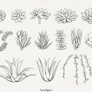 Succulents Line Art Clipart Hand Drawn Summer Botanical Flora SVG PNG ...