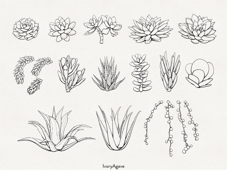Succulents Line Art Clipart Hand Drawn Summer Botanical Flora SVG PNG ...