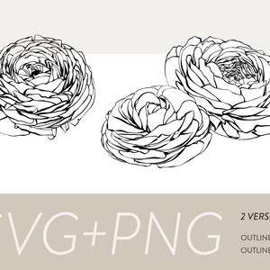 Ranunculus Line Art Clipart | Botanical Flower Hand Drawn Illustration ...