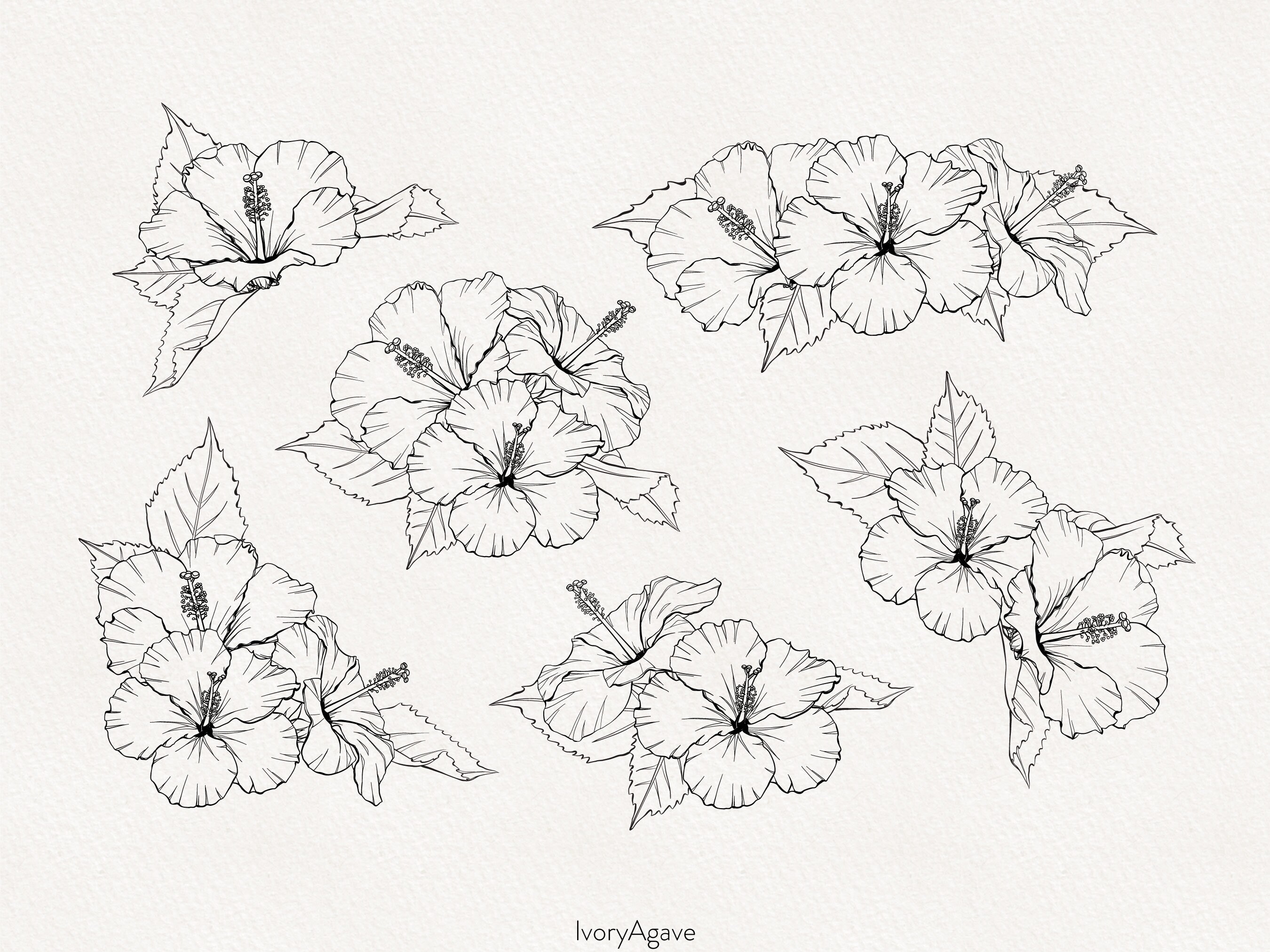 Hibiscus Bundle Line Art Clipart | Summer Tropical Flower Hand Drawn ...