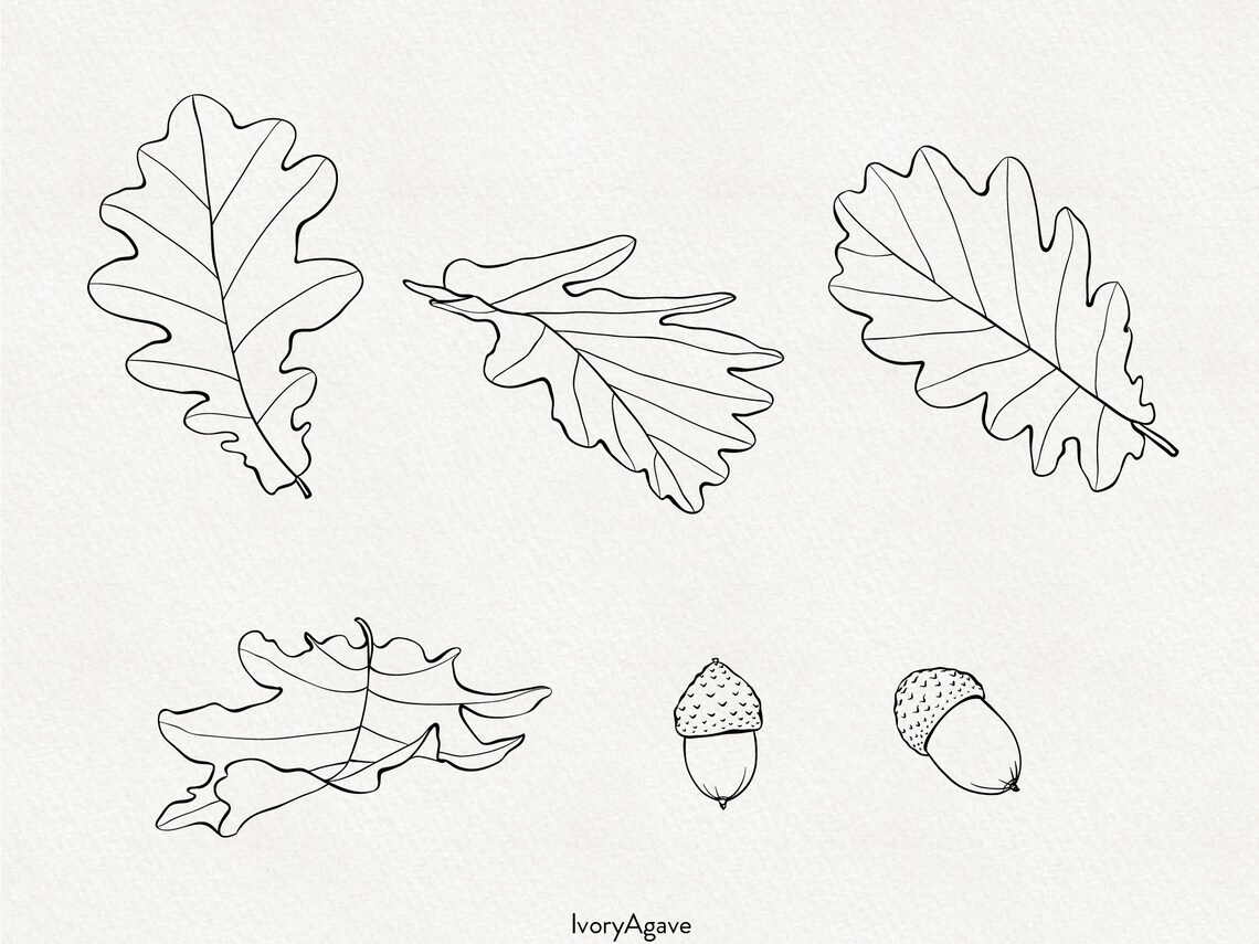 Fall Foliage Oak Leaves Line Art Clipart | Hand Drawn Vector | Fine ...