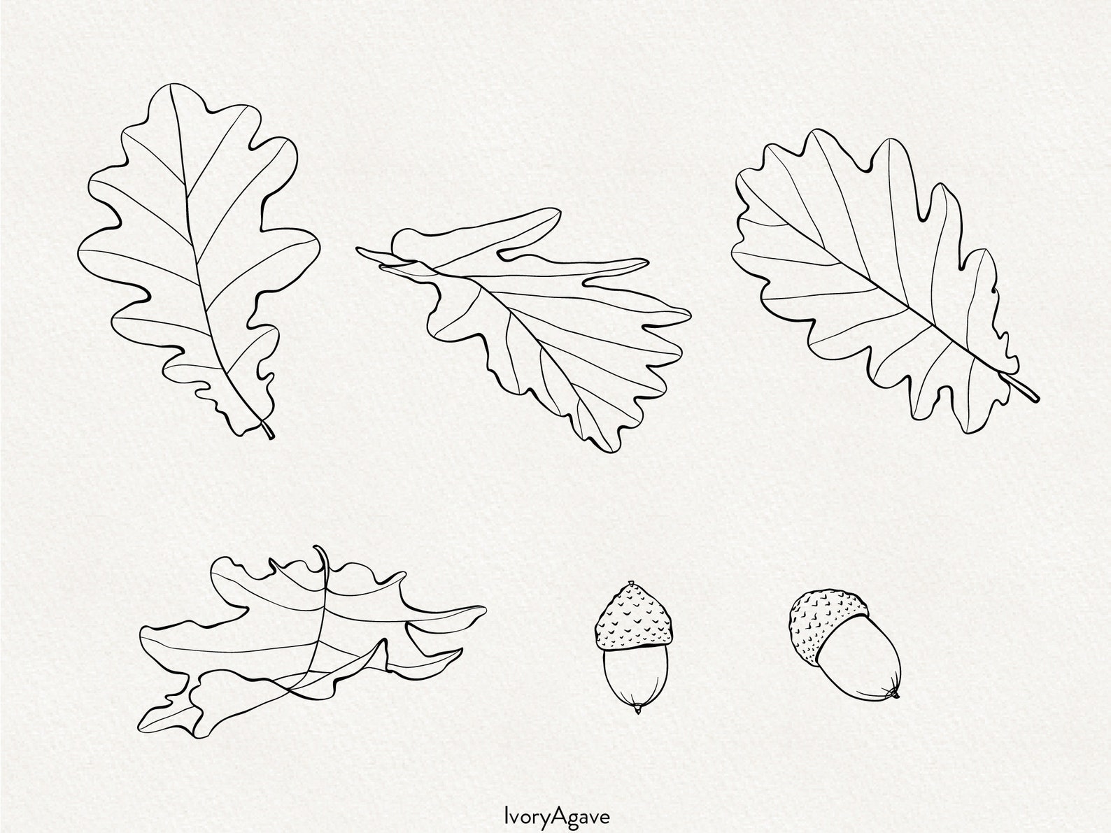Fall Foliage Oak Leaves Line Art Clipart | Hand Drawn Vector | Fine ...
