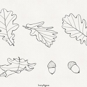 Fall Foliage Oak Leaves Line Art Clipart | Hand Drawn Vector | Fine ...