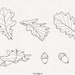 Fall Foliage Oak Leaves Line Art Clipart | Hand Drawn Vector | Fine ...