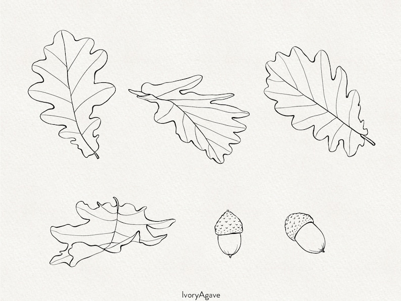 Fall Foliage Oak Leaves Line Art Clipart | Hand Drawn Vector | Fine ...