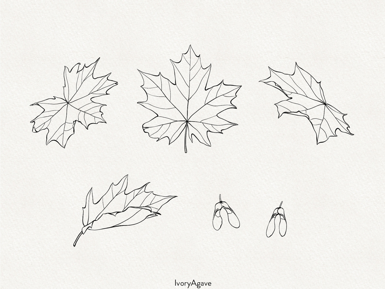 Fall Foliage Maple Leaves Line Art Clipart | Hand Drawn Vector | Fine ...