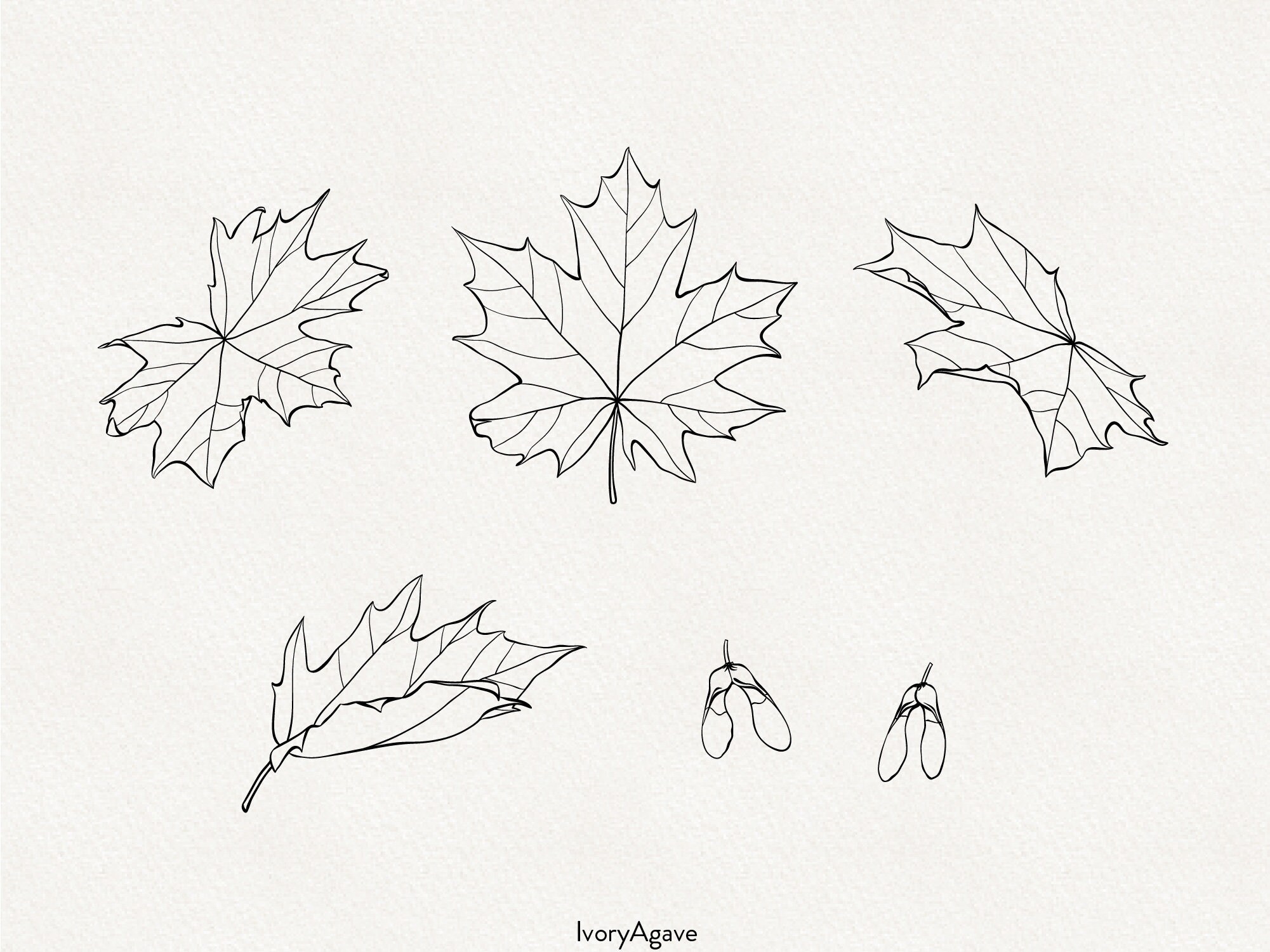 Fall Foliage Maple Leaves Line Art Clipart | Hand Drawn Vector | Fine ...