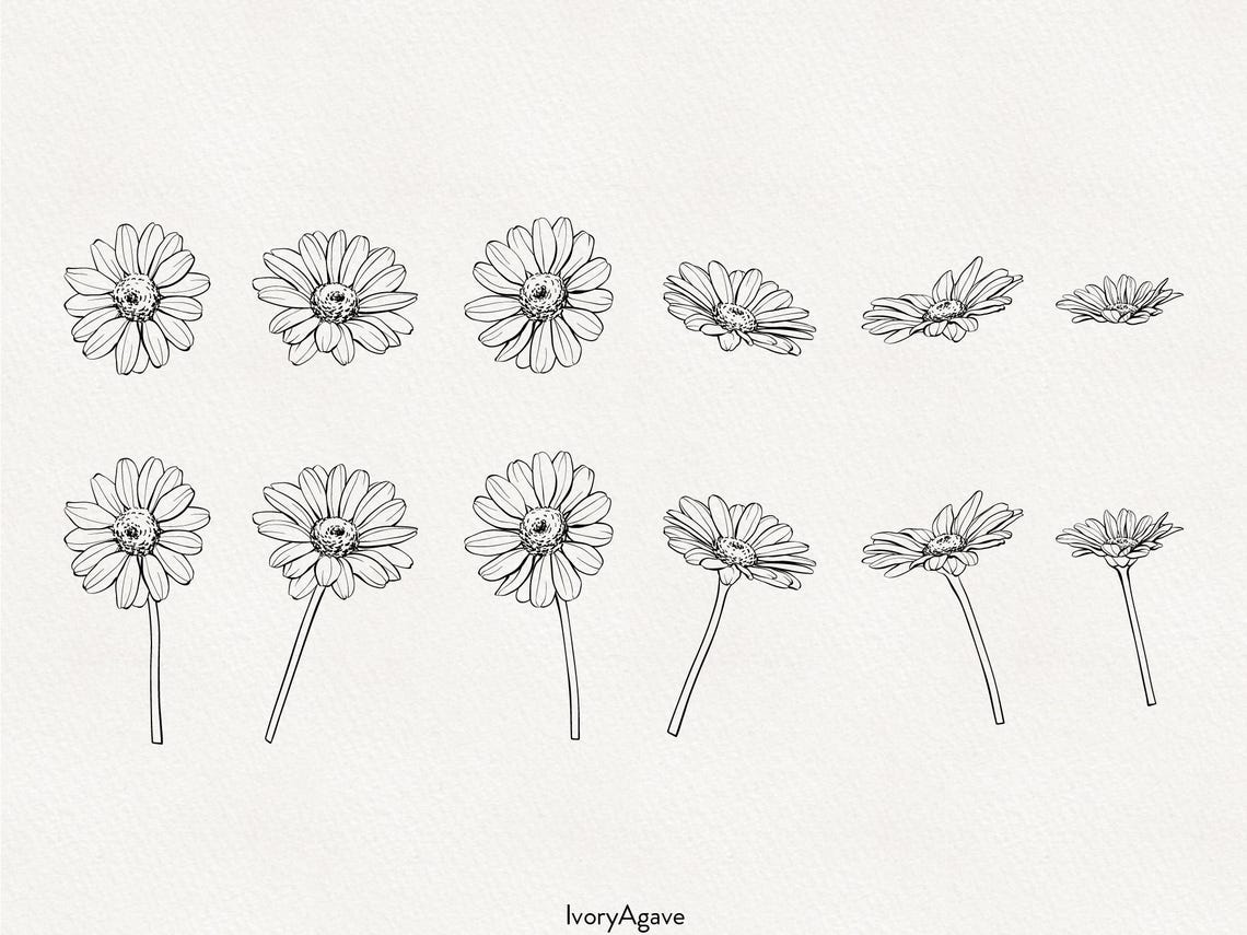 Daisy Flowers Line Art Clipart Modern Spring Easter Florals Hand Drawn ...
