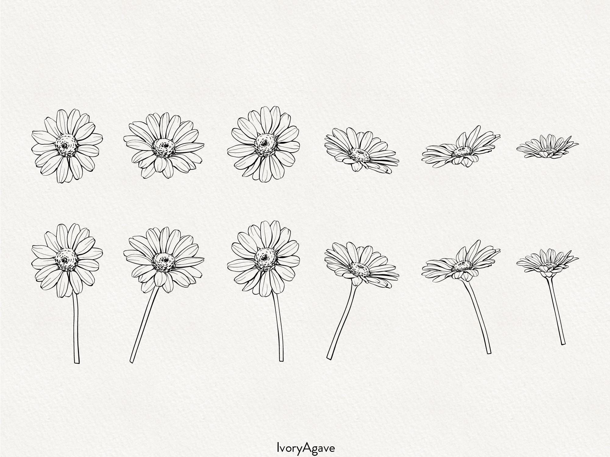 Daisy Flowers Line Art Clipart Modern Spring Easter Florals Hand Drawn ...