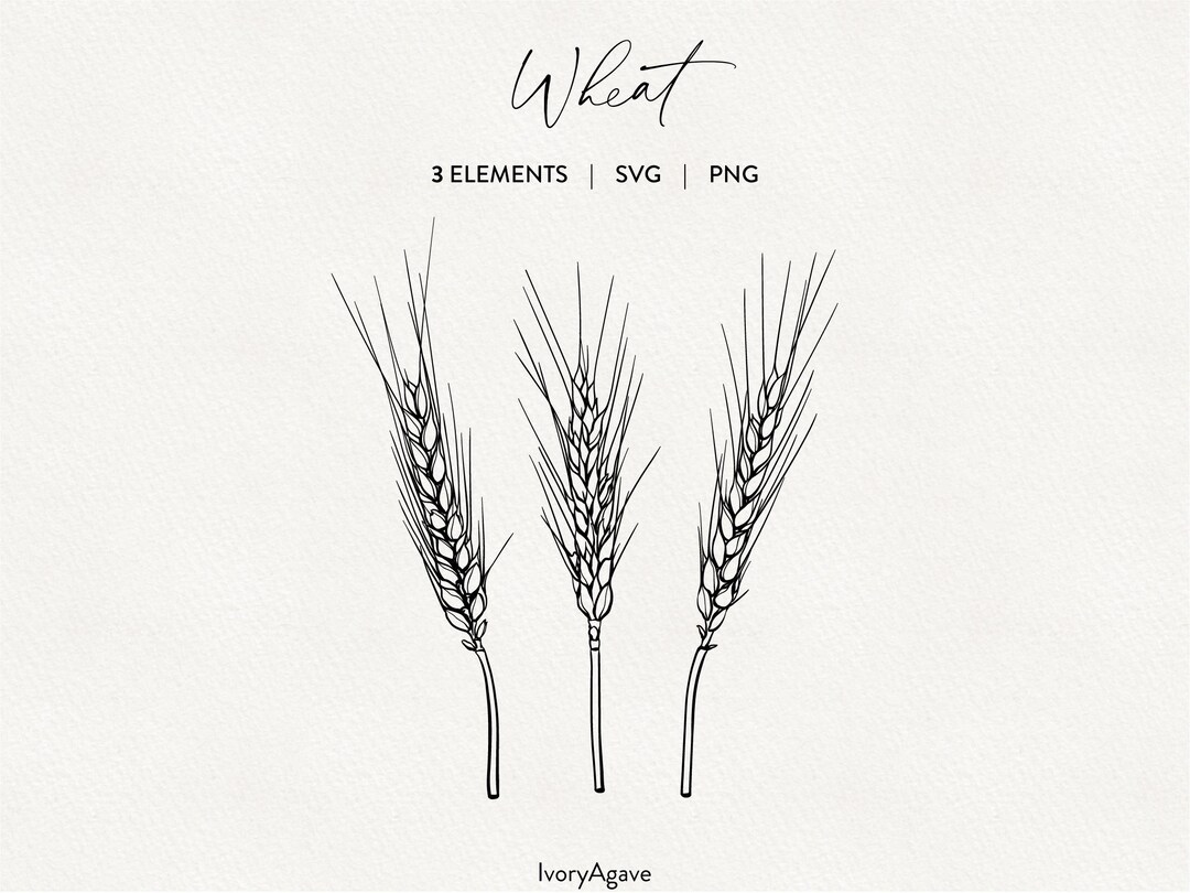 Fall Wheat Autumn Harvest Line Art Drawing: Hand Drawn Vector ...