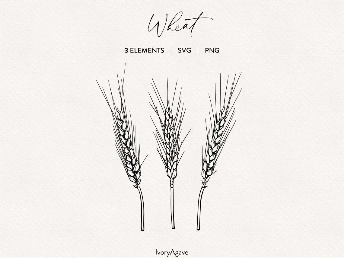 Fall Wheat Autumn Harvest Line Art Drawing: Hand Drawn Vector ...