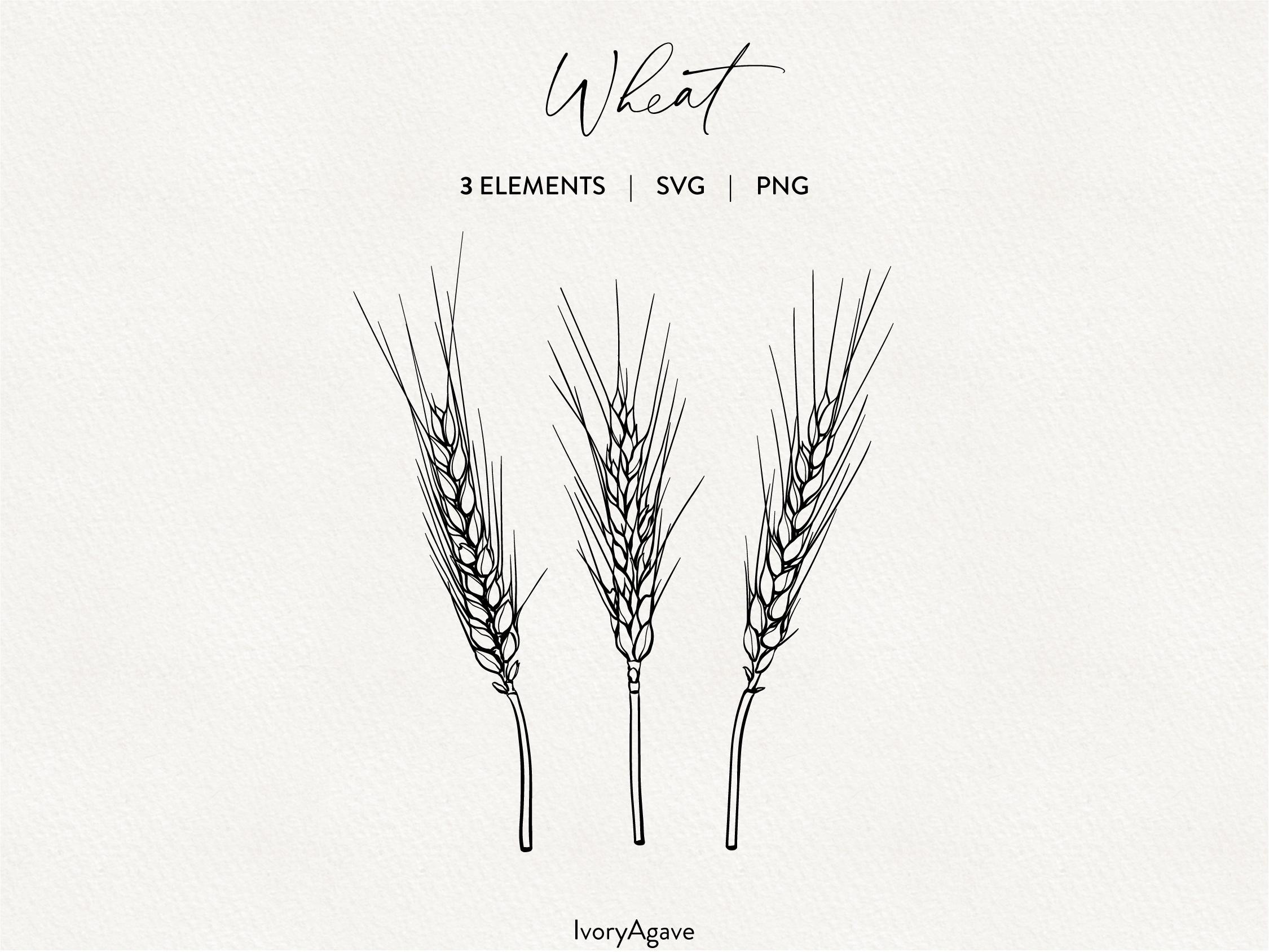 Fall Wheat Autumn Harvest Line Art Drawing: Hand Drawn Vector ...