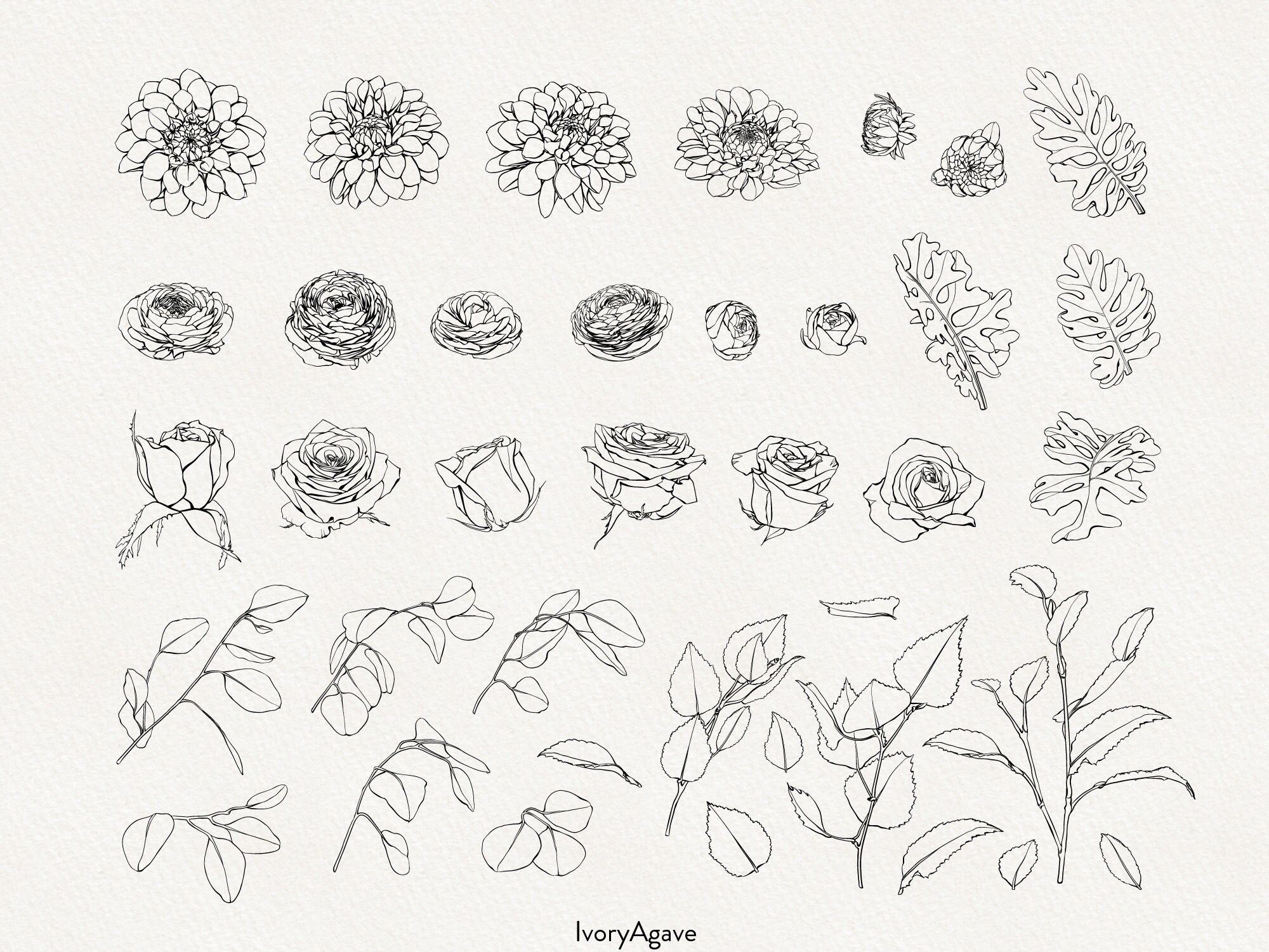 Fall Floral Line Art Clipart Elements | Autumn Botanical Flowers Hand ...