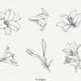 Easter Lily Flowers Line Art Clipart Modern Spring Easter Florals Hand ...
