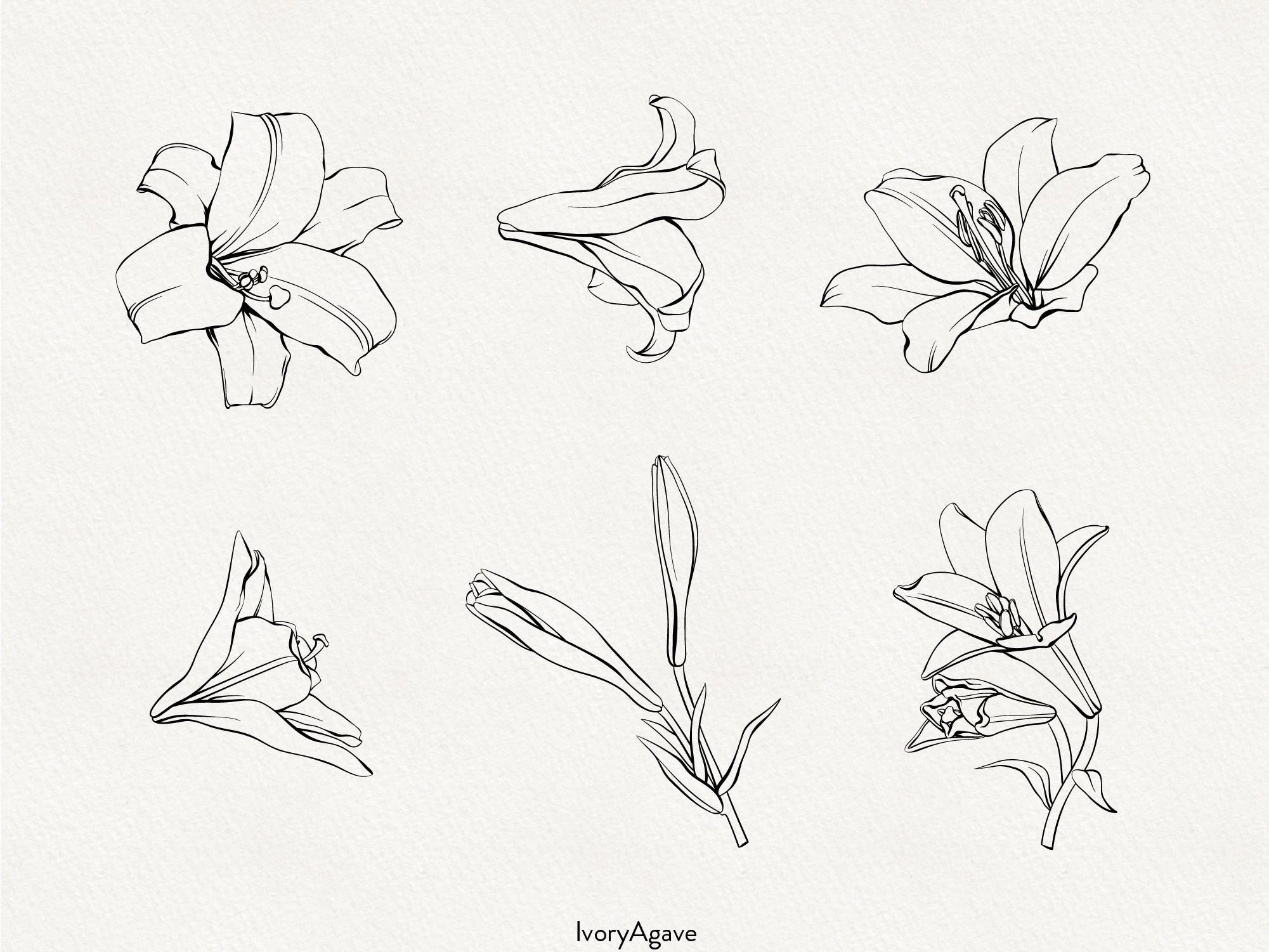 Easter Lily Flowers Line Art Clipart Modern Spring Easter Florals Hand ...