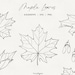 Fall Foliage Maple Leaves Line Art Clipart | Hand Drawn Vector | Fine ...