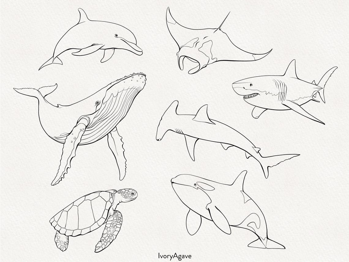 Ocean Animals Line Art Drawing Graphics Marine Summer Sea Life Hand ...