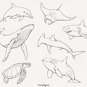 Ocean Animals Line Art Drawing Graphics Marine Summer Sea Life Hand ...