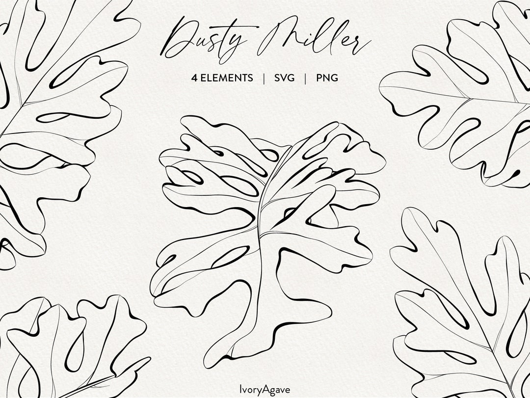 Dusty Miller Line Art Clipart | Botanical Flower Greenery Hand Drawn ...