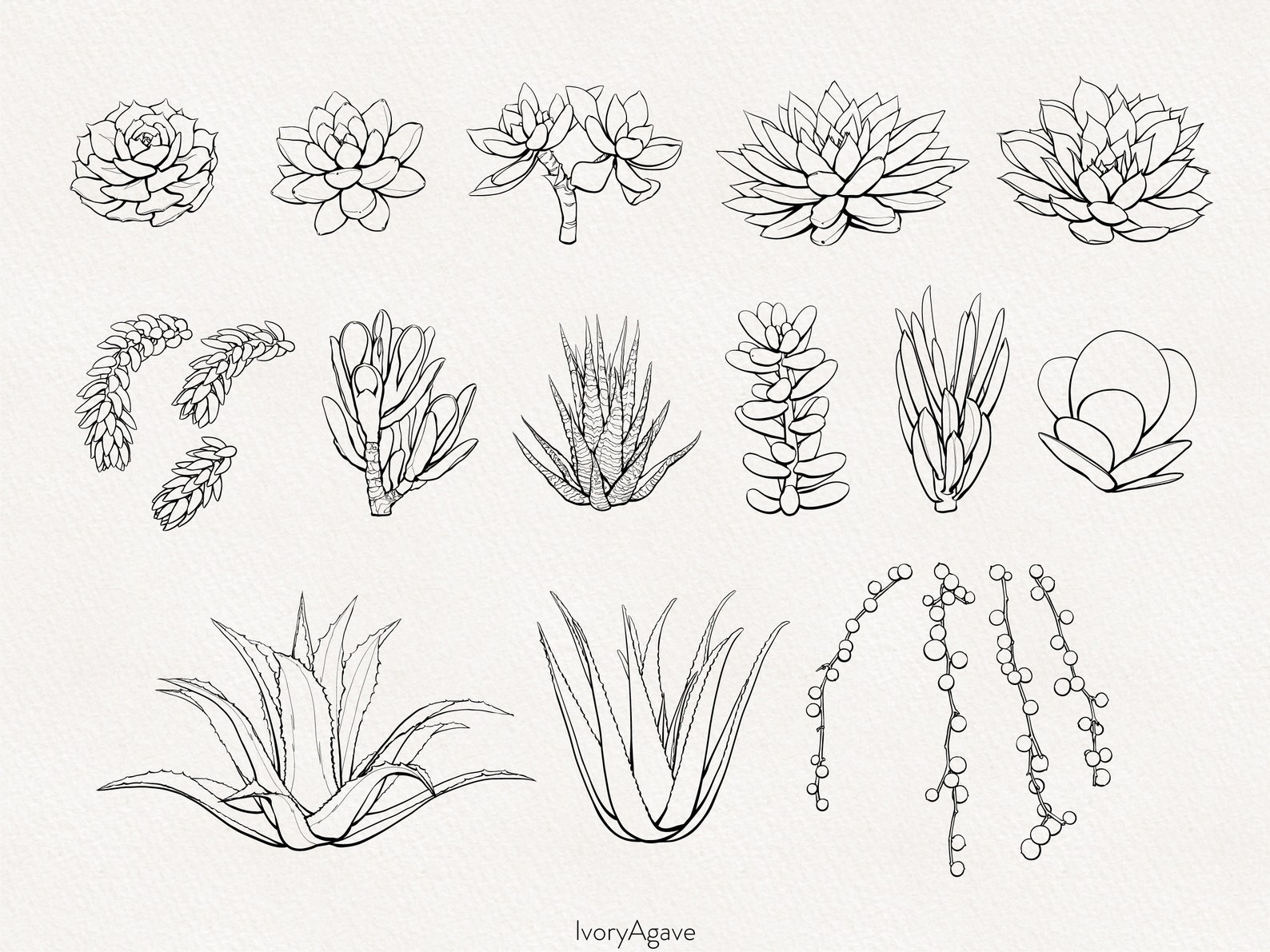 Succulent Garden Line Art Clipart | Summer Botanical Flower Hand Drawn ...