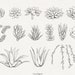 Succulent Garden Line Art Clipart | Summer Botanical Flower Hand Drawn ...