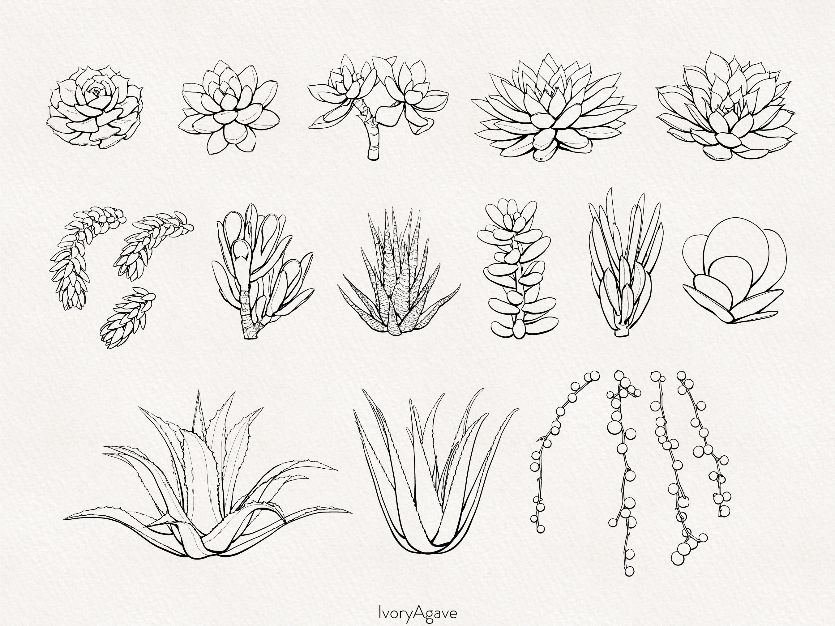 Succulent Garden Line Art Clipart | Summer Botanical Flower Hand Drawn ...