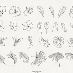 Tropical Collection Line Art Clipart | Summer Botanical Flower Hand ...
