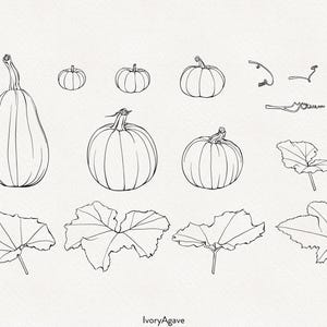 Fall Pumpkin Patch Line Art Clipart | Autumn Pumpkins Vines Leaves Hand ...
