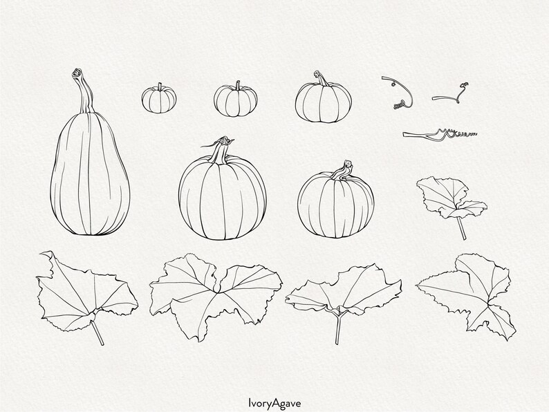 Fall Pumpkin Patch Line Art Clipart | Autumn Pumpkins Vines Leaves Hand ...