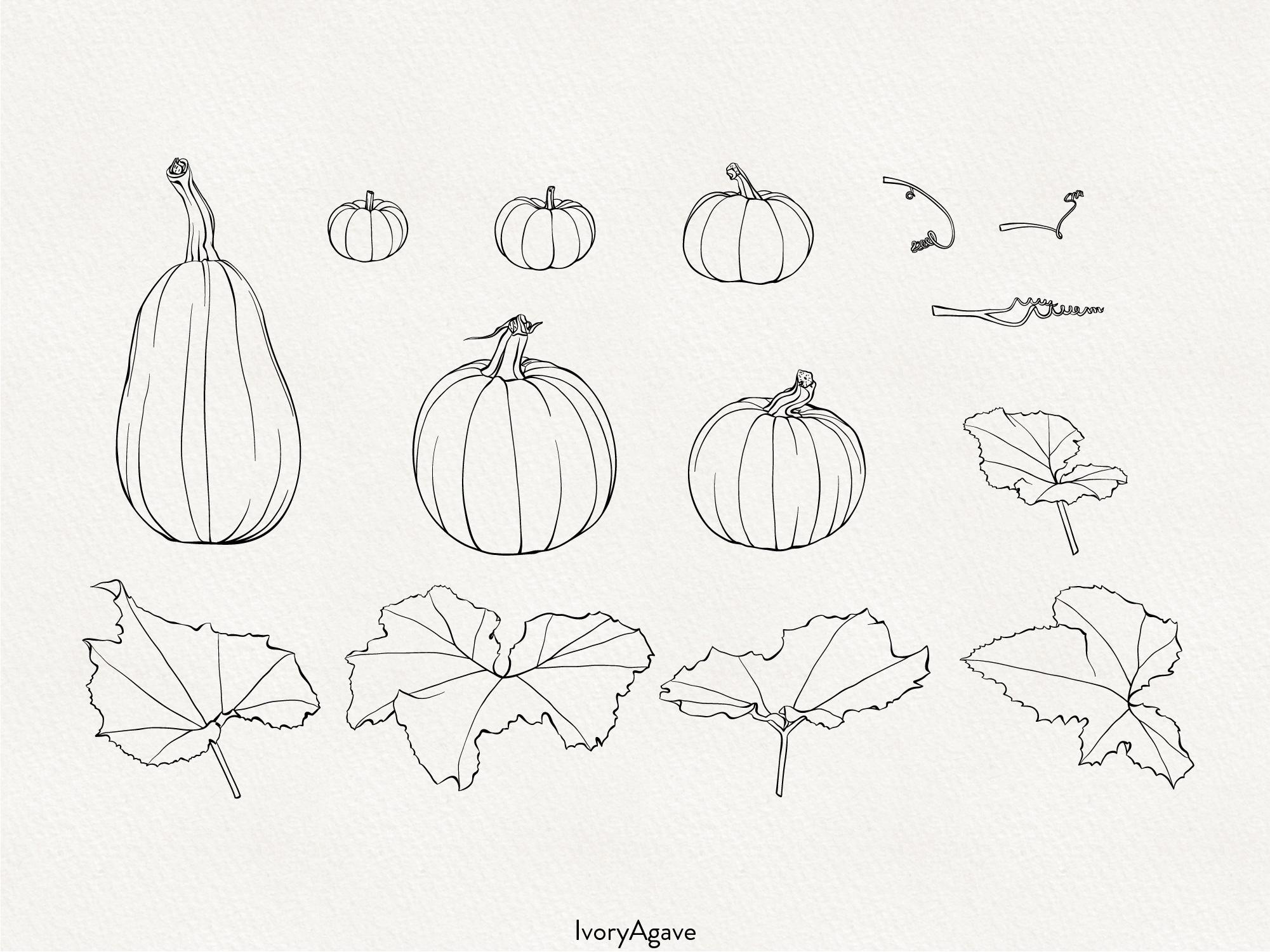 Fall Pumpkin Patch Line Art Clipart | Autumn Pumpkins Vines Leaves Hand ...