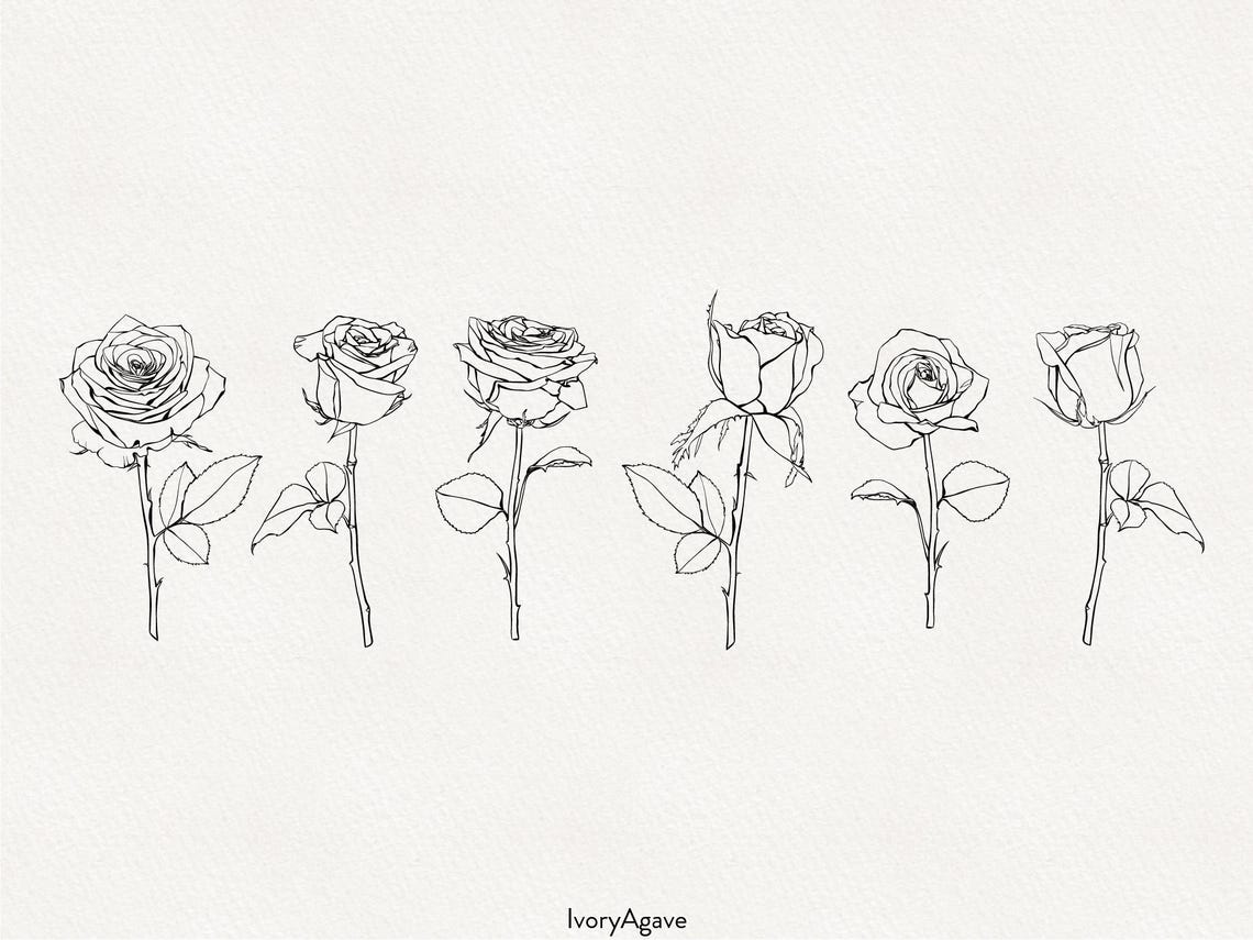 Valentine Rose With Stem Line Art Clipart Botanical Flower Hand Drawn ...