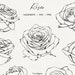 Rose Line Art Clipart Botanical Flower Hand Drawn Illustration SVG PNG ...