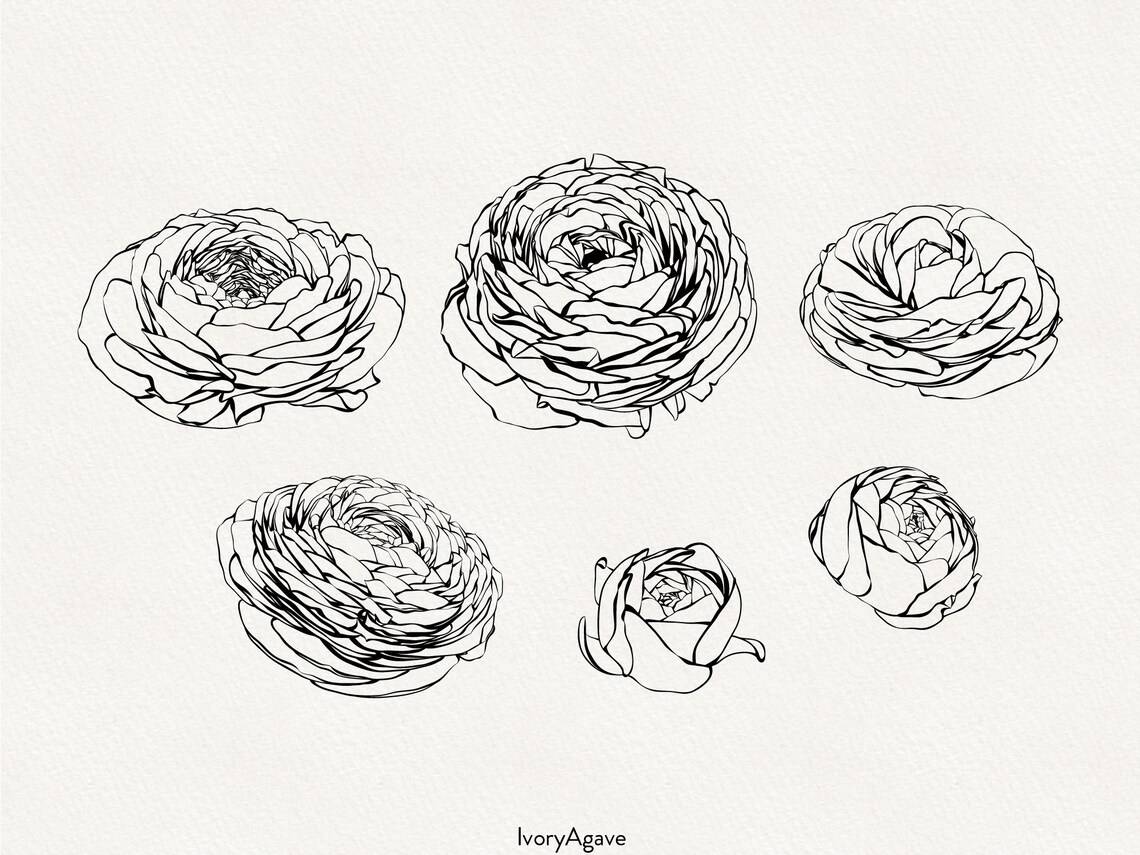 Ranunculus Line Art Clipart | Botanical Flower Hand Drawn Illustration ...