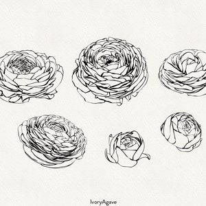 Ranunculus Line Art Clipart | Botanical Flower Hand Drawn Illustration ...