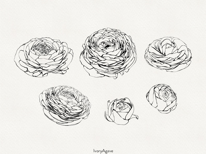 Ranunculus Line Art Clipart | Botanical Flower Hand Drawn Illustration ...