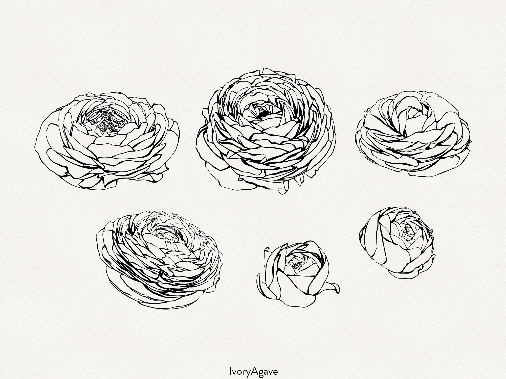 Ranunculus Line Art Clipart | Botanical Flower Hand Drawn Illustration ...