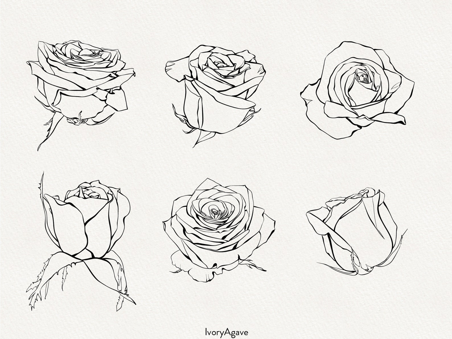 Rose Line Art Clipart | Botanical Flower Hand Drawn Illustration ...