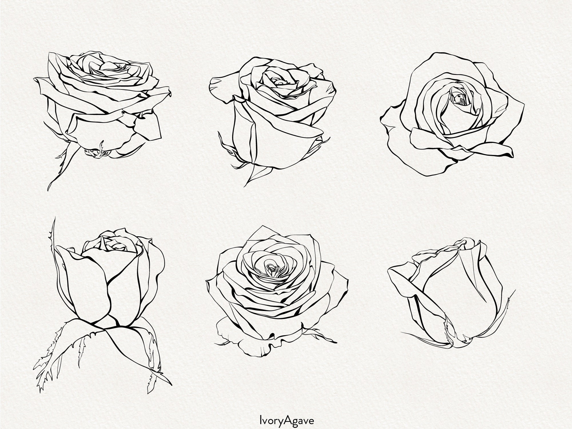 Rose Line Art Clipart | Botanical Flower Hand Drawn Illustration ...