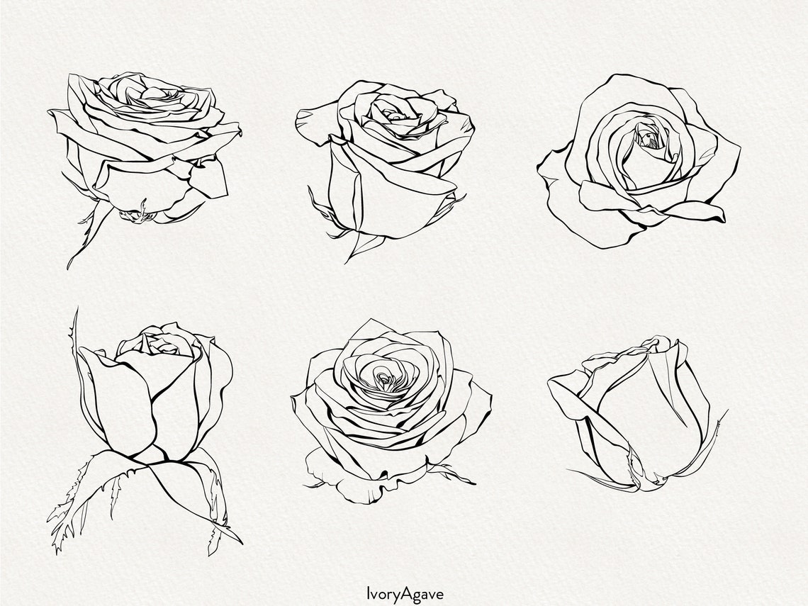Rose Line Art Clipart Botanical Flower Hand Drawn Illustration SVG PNG ...