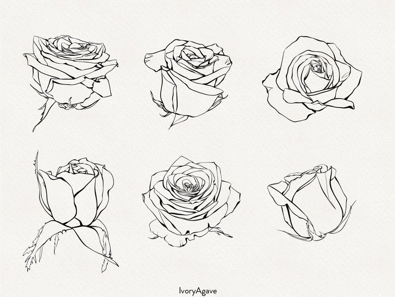 Rose Line Art Clipart Botanical Flower Hand Drawn Illustration SVG PNG ...