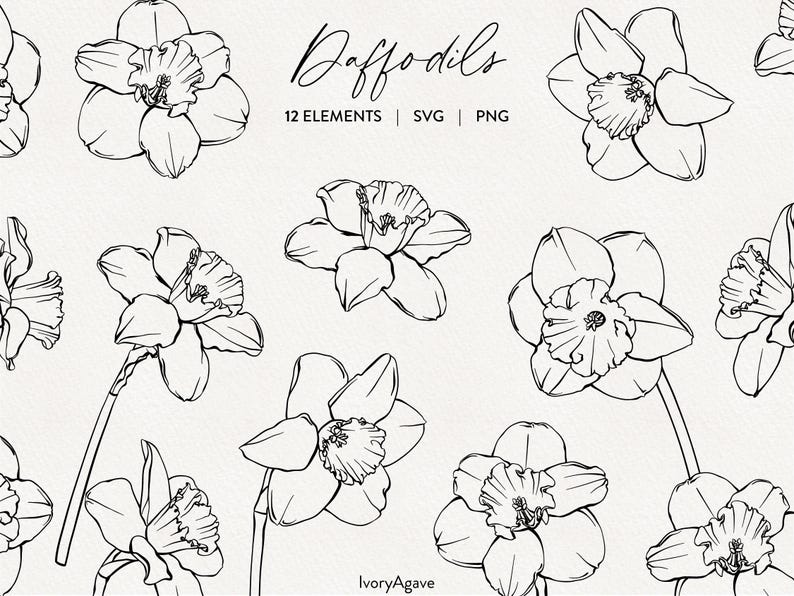 Daffodil Flowers Line Art Illustration Modern Graphic Spring Floral ...