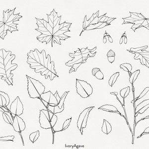 Fall Foliage Oak Birch Maple Leaves Line Art Clipart | Autumn Leaves ...