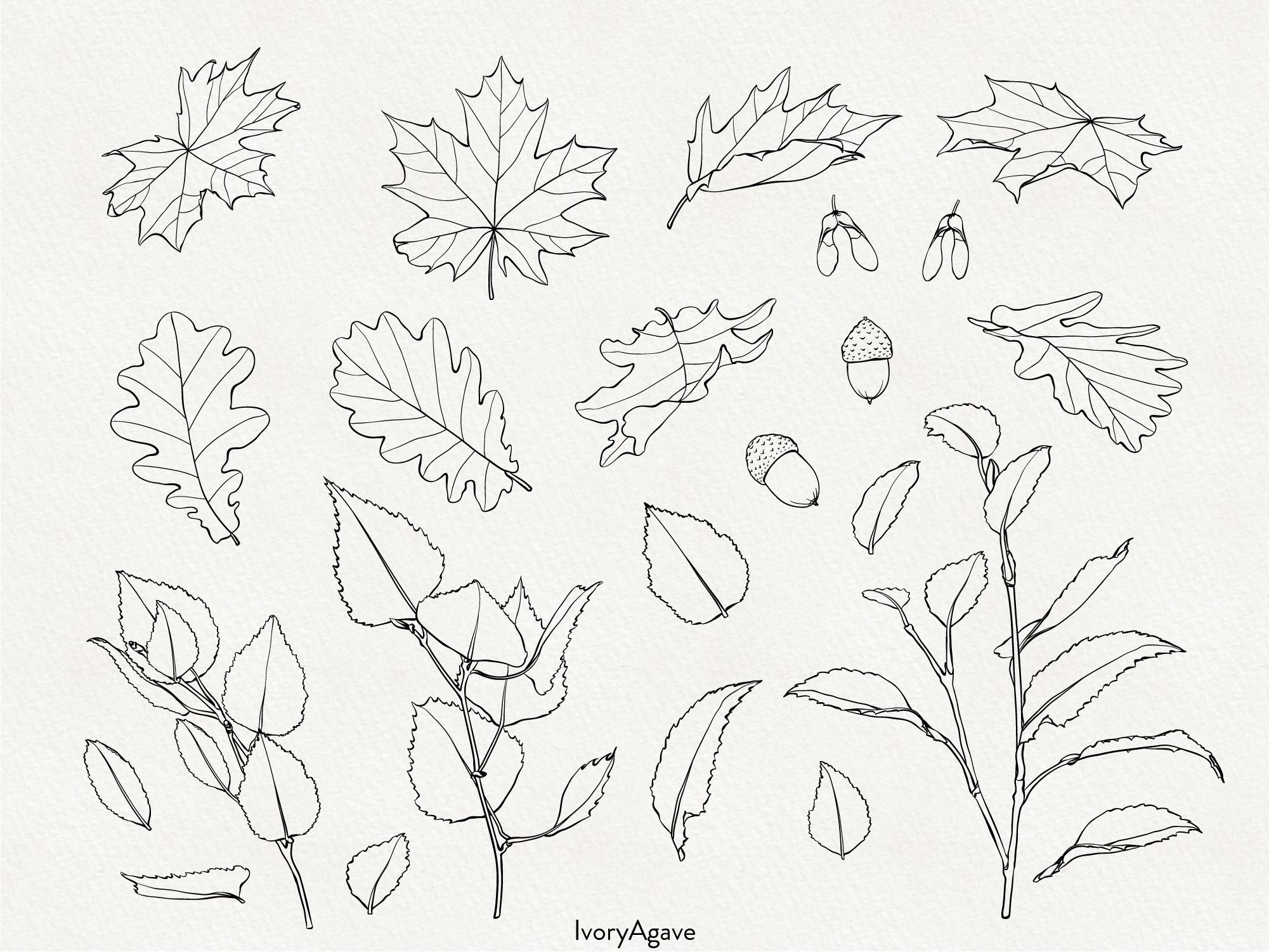 Fall Foliage Oak Birch Maple Leaves Line Art Clipart | Autumn Leaves ...