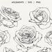 Rose Line Art Clipart | Botanical Flower Hand Drawn Illustration ...