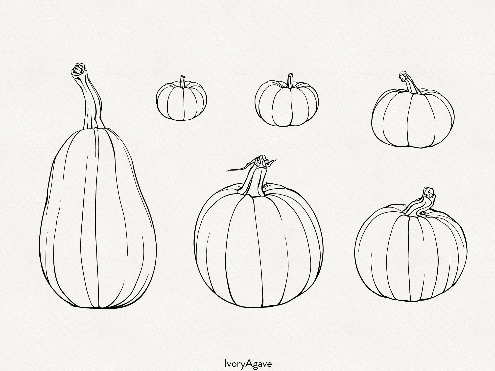Fall Pumpkins Line Art Clipart | Hand Drawn Vector | Autumn Fine Line ...