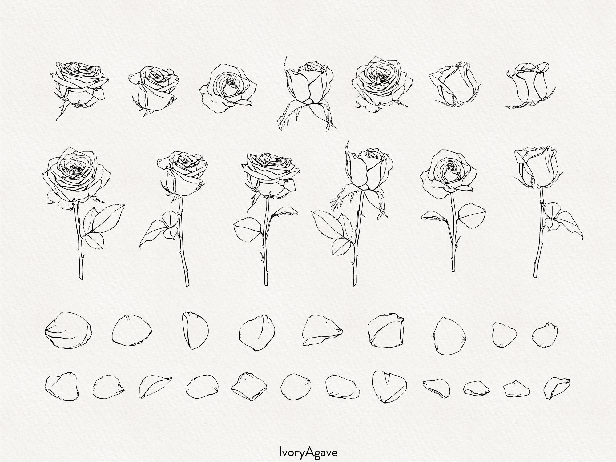 Valentine Rose Petals Line Art Clipart Botanical Flower Hand Drawn ...