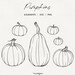 Fall Pumpkins Line Art Clipart | Hand Drawn Vector | Autumn Fine Line ...