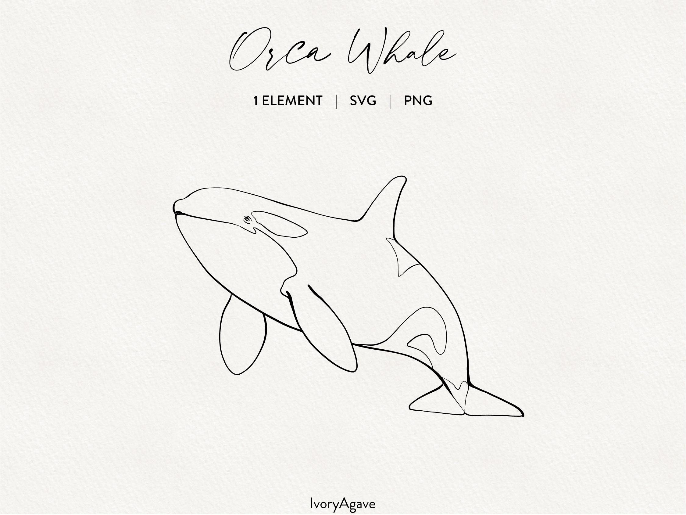 Orca Whale Line Art Drawing Graphics Ocean Summer Sea Life Animal Hand ...