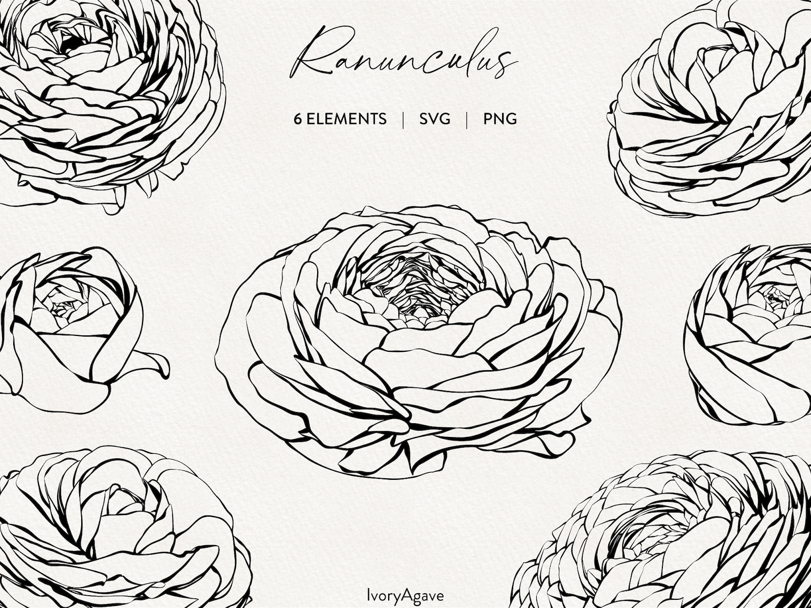 Ranunculus Line Art Clipart | Botanical Flower Hand Drawn Illustration ...
